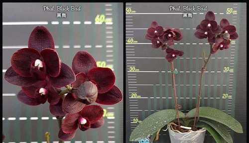 Орхидея Phal. Black Bird HCC/oios