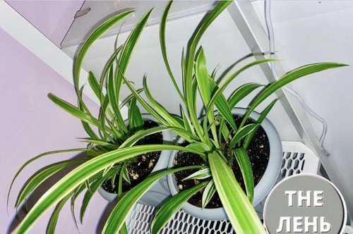 Хлорофитум Лаксум (Chlorophytum laxum)