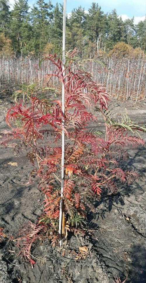 Саженцы рябины Додонг 1м, ф кустовая
