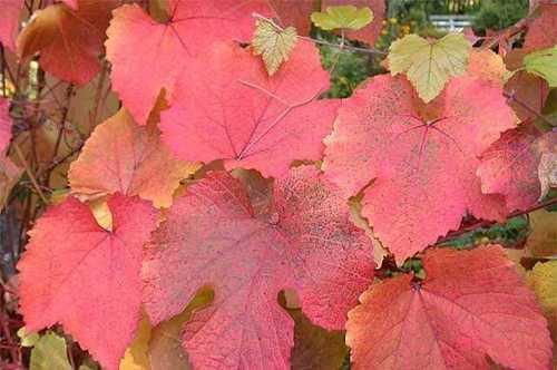 Виноград Амурский (Vitis amurensis Rupr)