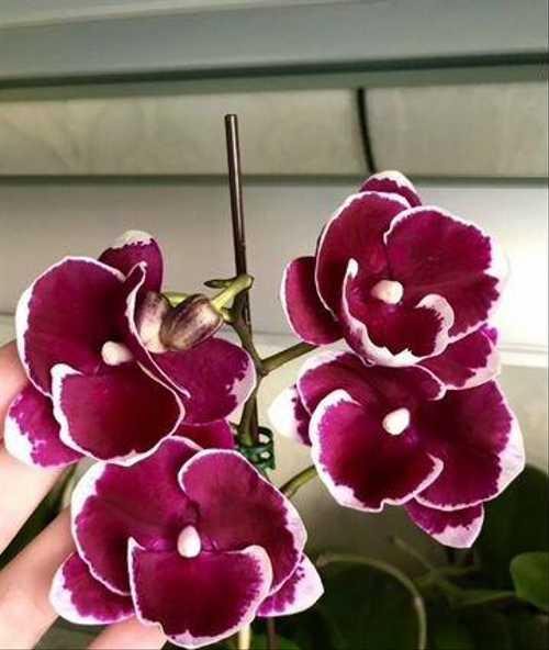 Орхидея Phal. GC Reyoung Claire
