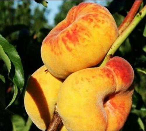 Саженцы персика инжирного
