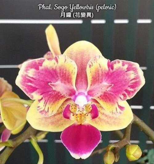 Орхидея Phal. Sogo Yellowtris (peloric)
