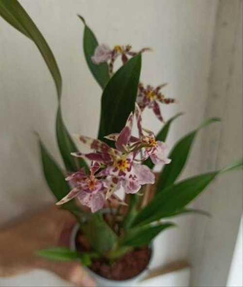Орхидея Онцидиум цветет