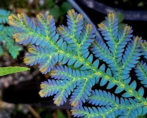 Selaginella uncinata голубая