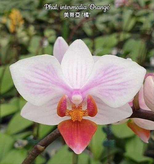 Орхидея Phal. intermedia 'Orange'
