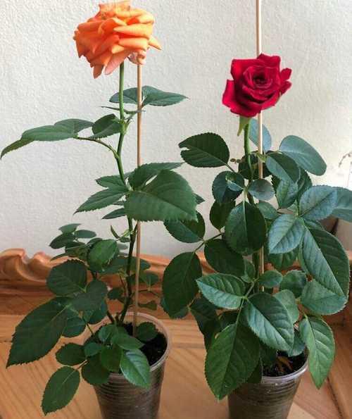 Роза Бенгальская комнатная