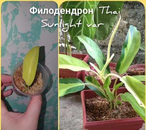 Филодендрон Thai Sunlight var