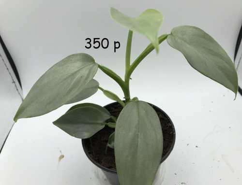 Филодендрон Сильвер Квин