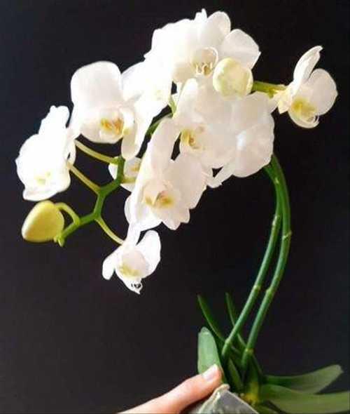 Орхидея Белая ампельная акц 95548
