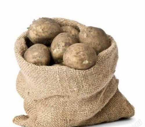 Картошка (картофель) семенной на посадку