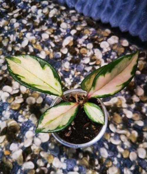 Hoya Carnosa Tricolor (Хойя Карноза Триколор)