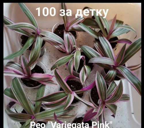 Рэо Variegata Pink
