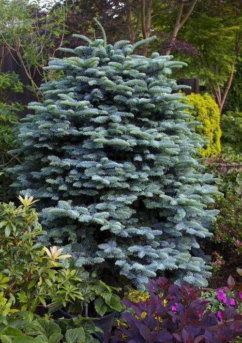 Семена Пихта благородная голубая