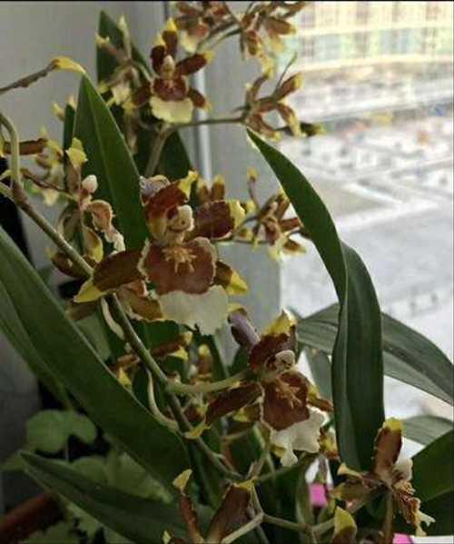 Орхидея Камбрия/дендробиум/Цимбидиум
