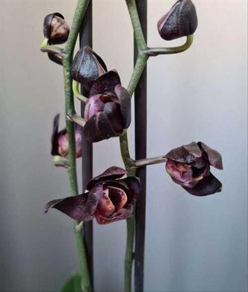 Чёрная Орхидея фаленопсис