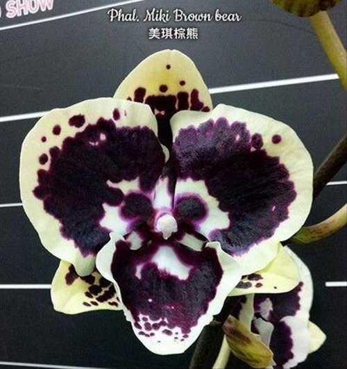 Орхидея фаленопсис Miki Brown bear