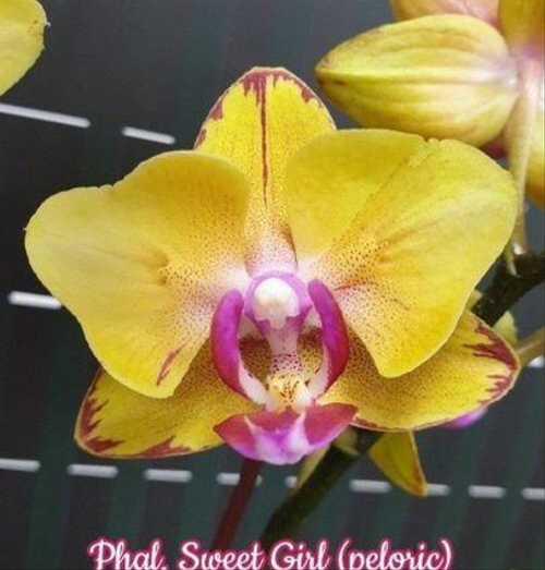 Орхидея Phal. Sweet Girl (peloric)