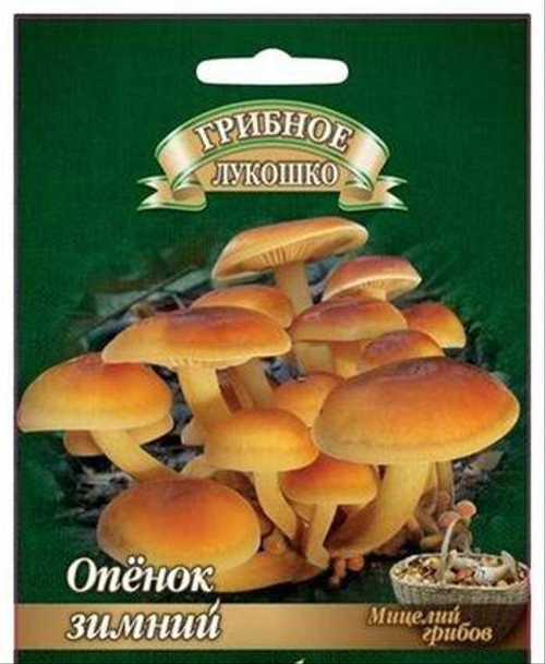 Мицелий грибов Гриб Опенок Зимний