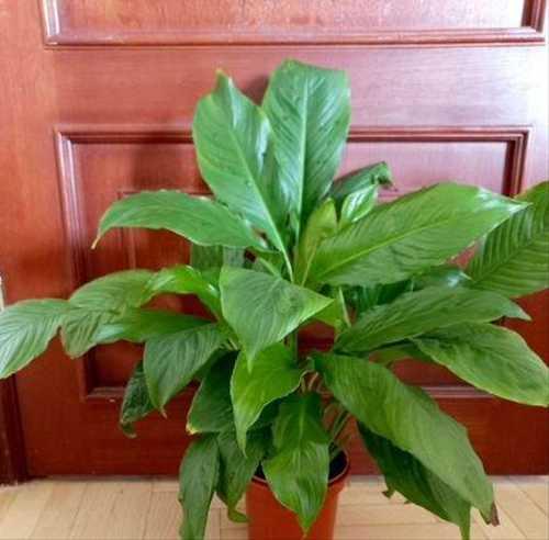 Спатифиллум комнатное растение