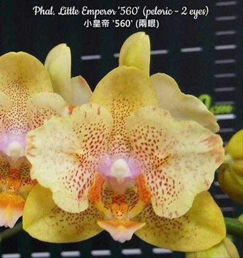 Орхидея Phal. Little Emperor '560' (peloric)