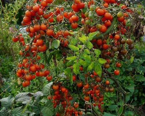 Se pueden congelar los tomates cherry