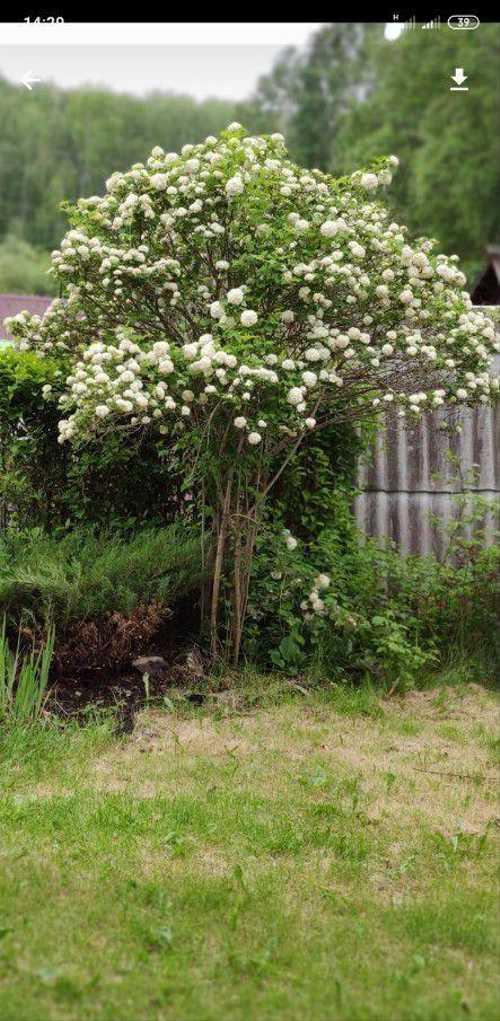 Калина Бульденеж