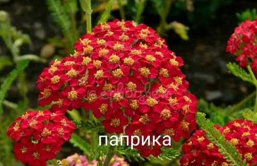 Тысячелистники сортовые