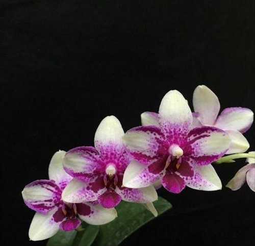 Сортовые орхидеи