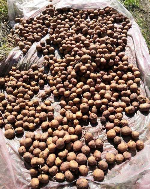 Продам картофель семенной