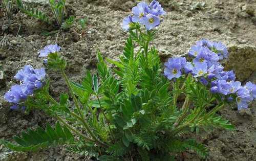 Синюха голубая