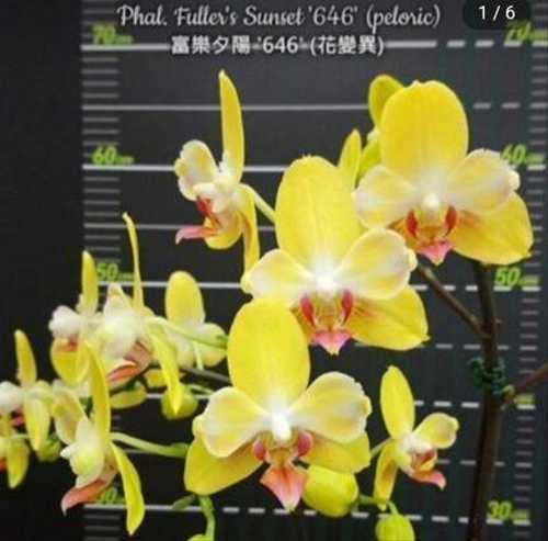 Орхидея Фаленопсис/374/Fullers Sunset646peloric