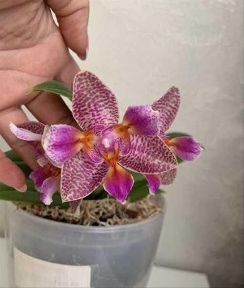 Орхидея фаленопсис сорт «Сказка»