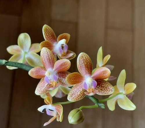 Орхидея Phal. silberqure x hanhenensis цветет