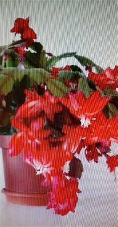 Комнатный цветок Шлюмбергера (декабрист)