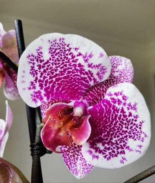 Орхидея фаленопсис Dragon tree maple 1 цв