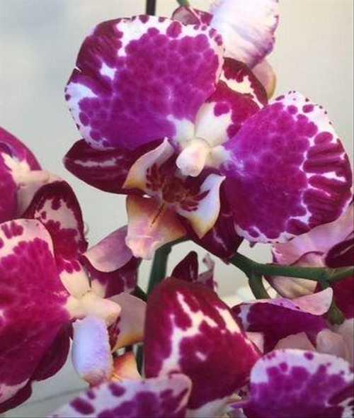 Орхидея сортовая цветущая