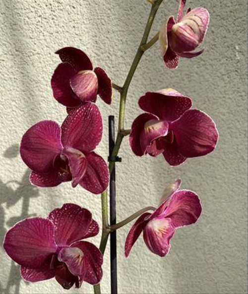 Орхидея фаленопсис полу