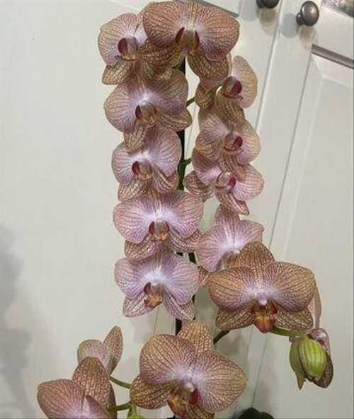 Орхидея фаленопсис Равелло и Принцесса Биг лип