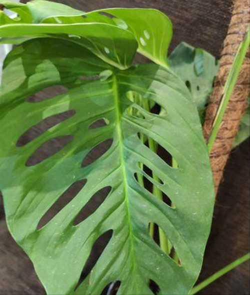 Монстера лехлериана (monstera lechleriana)