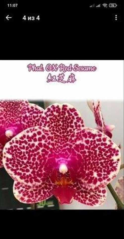Орхидея фаленопсис "ред сезам"