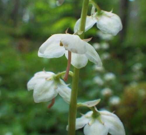 Грушанка круглолистная