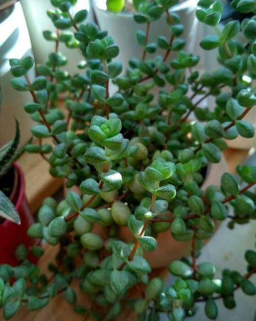 Крассула бревифолия / Crassula brevifolia
