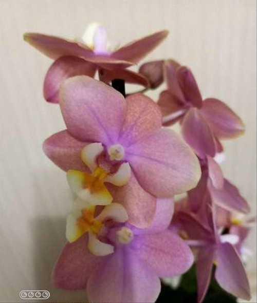 Орхидея фаленопсис Парфюмерная фабрика Одорион 2