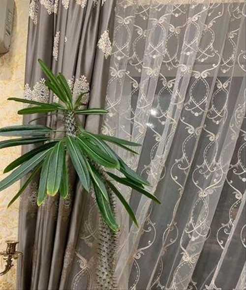 Мадагаскарская пальма(Пахиподиум Ламера)