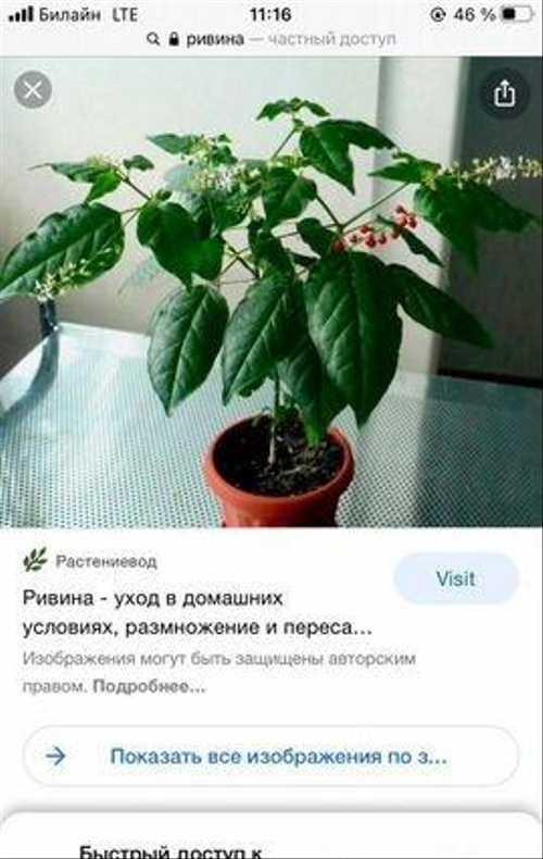 Ривина