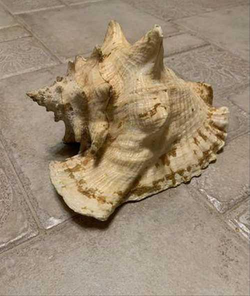 Морская раковина