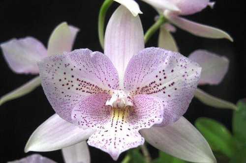 Орхидея каттлея Caulocattleya Chantilly Lace