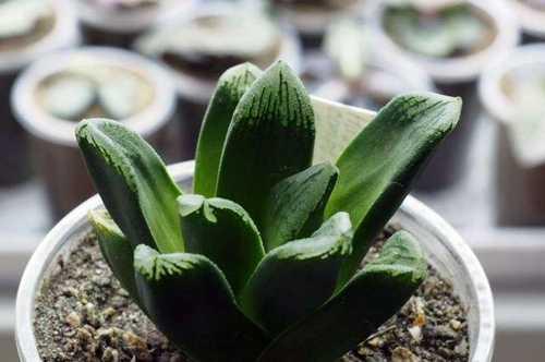 Хавортия (Haworthia hybrid maughanii comptoniana)