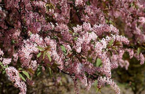 Черемуха обыкновенная Колората